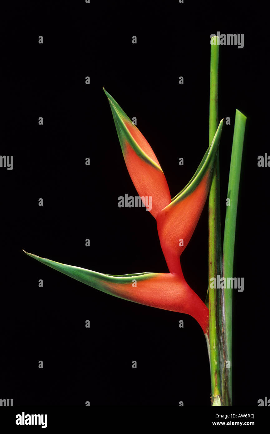 Heliconia, Ivory Coast, Cote d'Ivoire, West Africa Stock Photo - Alamy