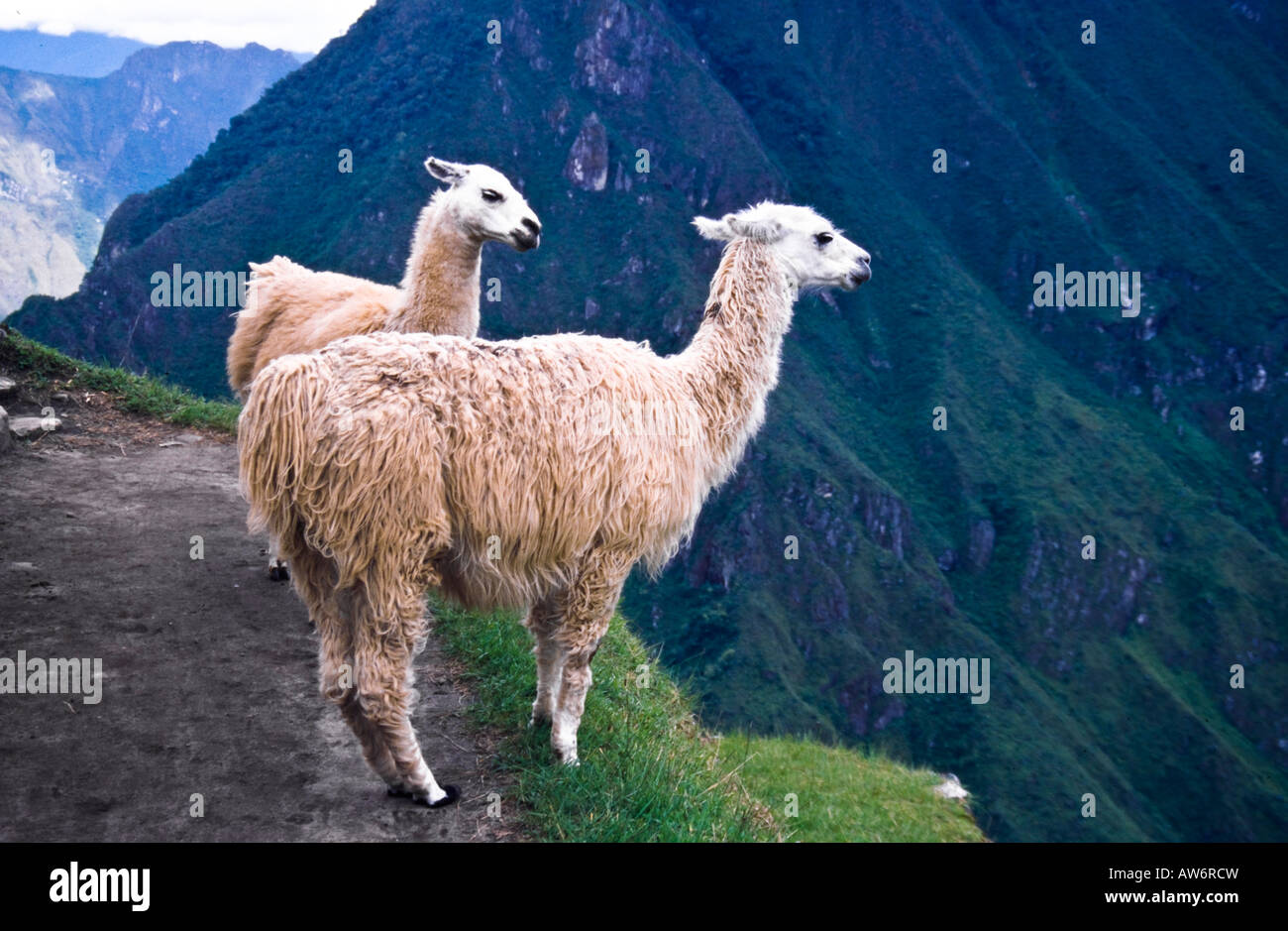 Llamas standing by a cliff at Machu Picchu, Andes Mountains, Peru ...