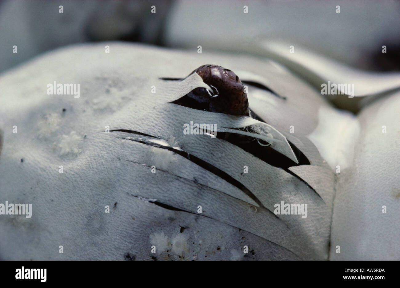 Corn Snake-Elaphe guttata. Egg hatching. Youngster emerging by cutting ...