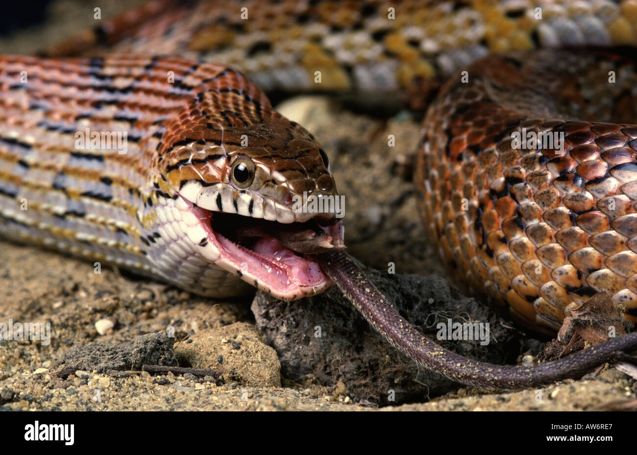 Corn Snake-Elaphe guttata. Adult swallowing mouse Stock Photo - Alamy