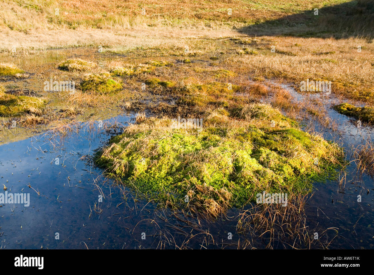 A peat bog on Fairfield in the Lake District National Park Peat bogs ...