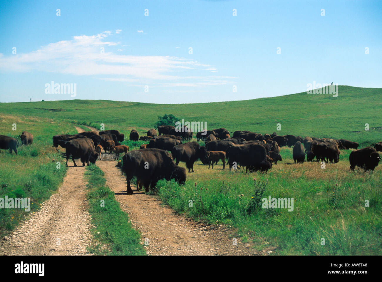 A bison herd takes over the road at Big Basin Prairie Preserve in ...