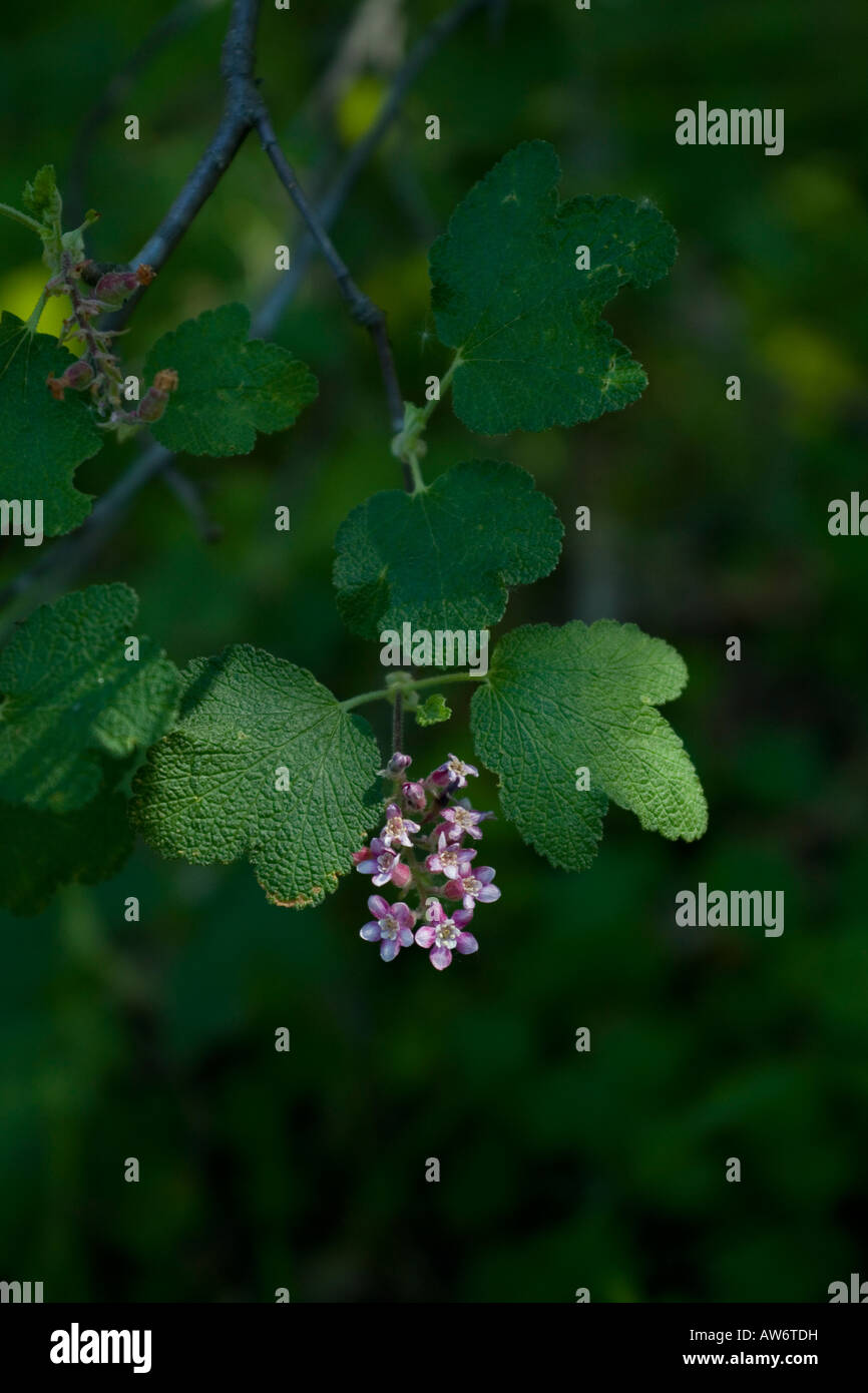 Chaparral leaf hi-res stock photography and images - Alamy