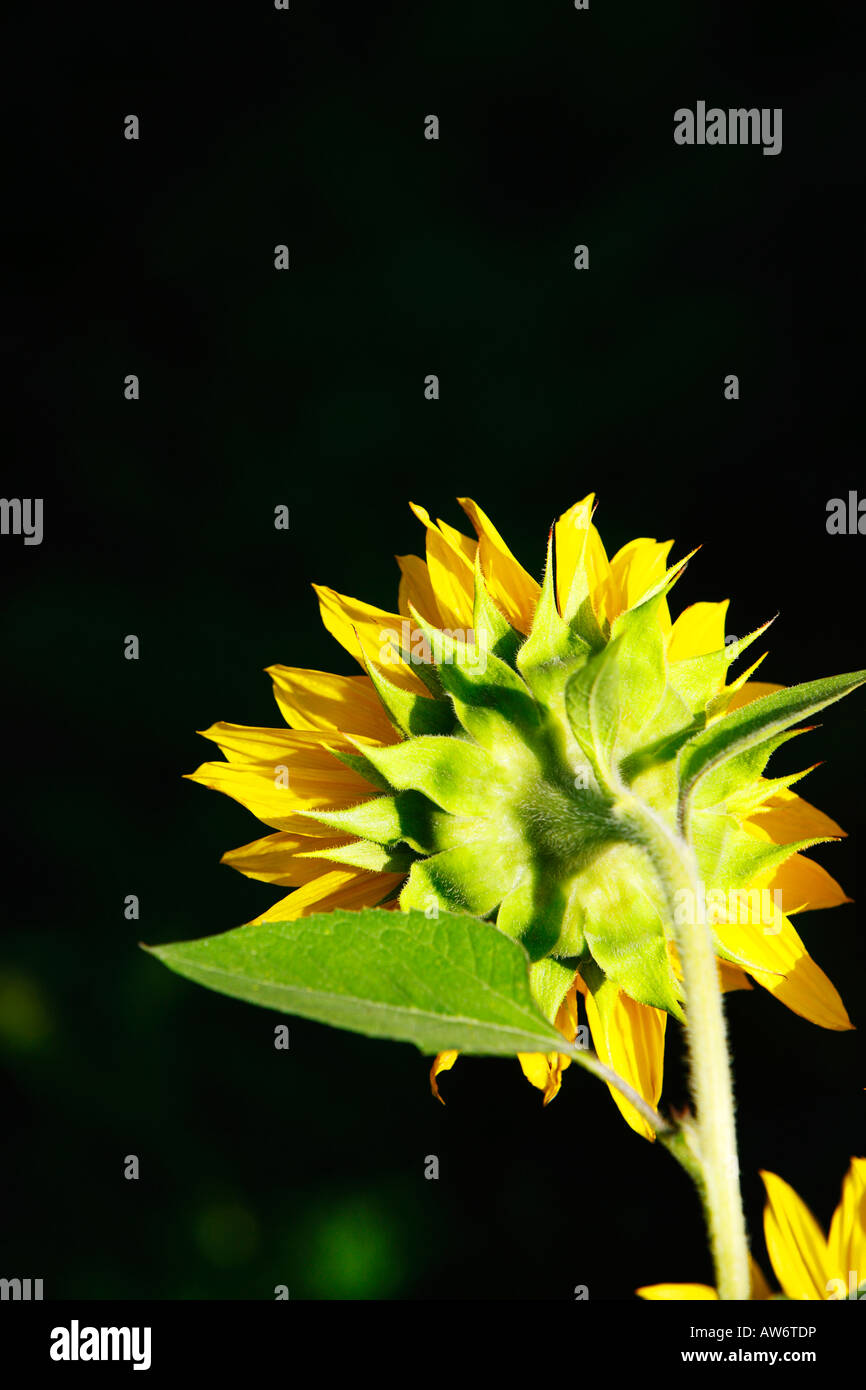 The back of sunflower Stock Photo - Alamy