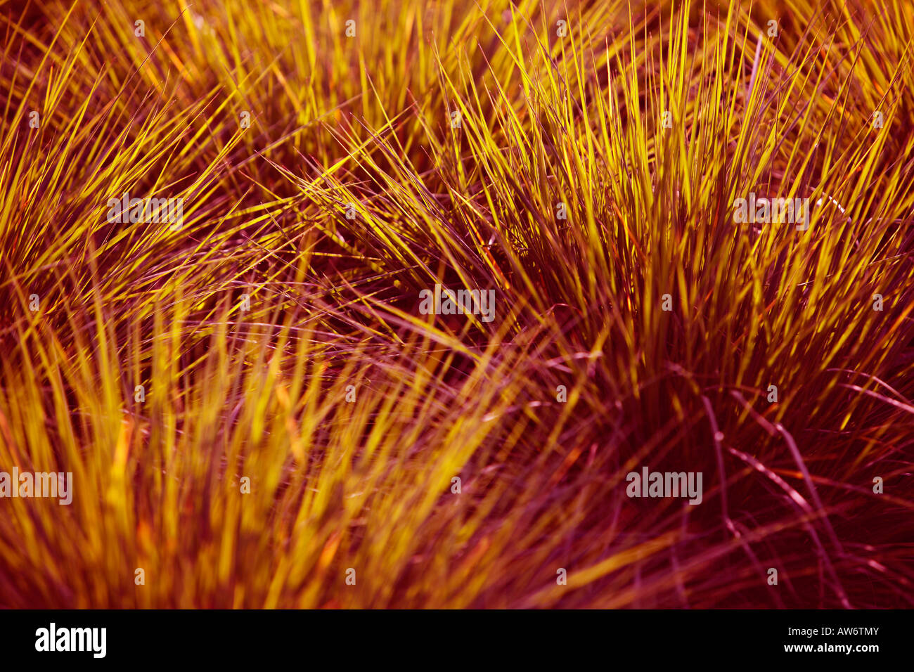 Longgrasses hi-res stock photography and images - Alamy