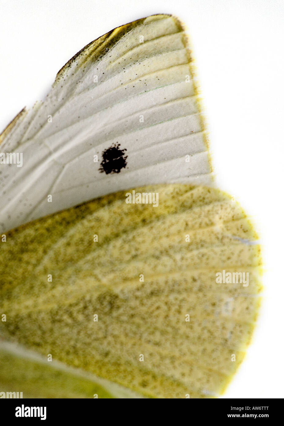 Butterfly wing macro close up Cut Out Stock Images & Pictures - Alamy