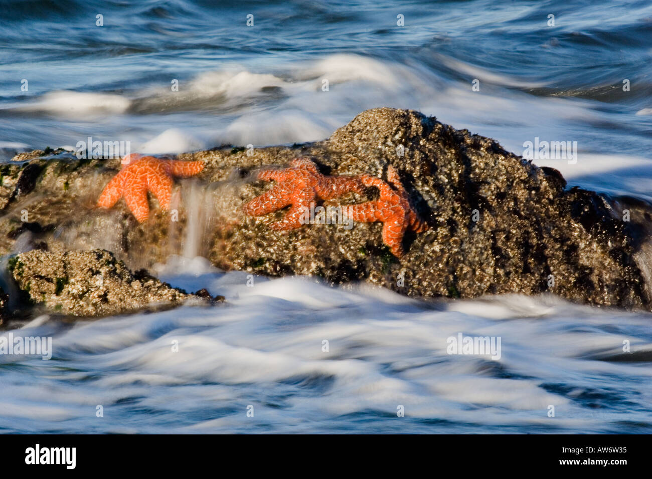 Starfish clinging rock hi-res stock photography and images - Alamy