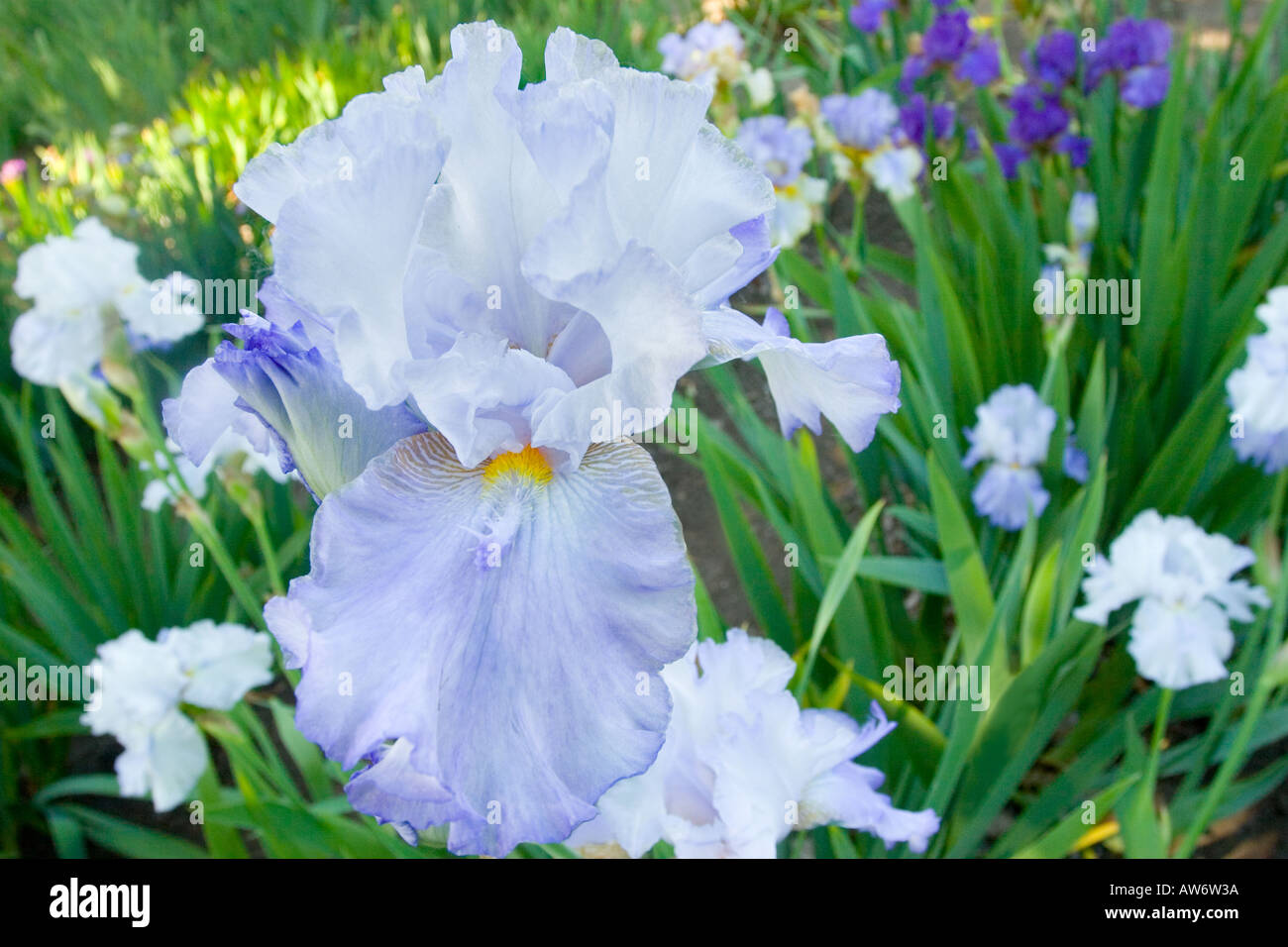 Light blue bearded iris in garden Stock Photo - Alamy