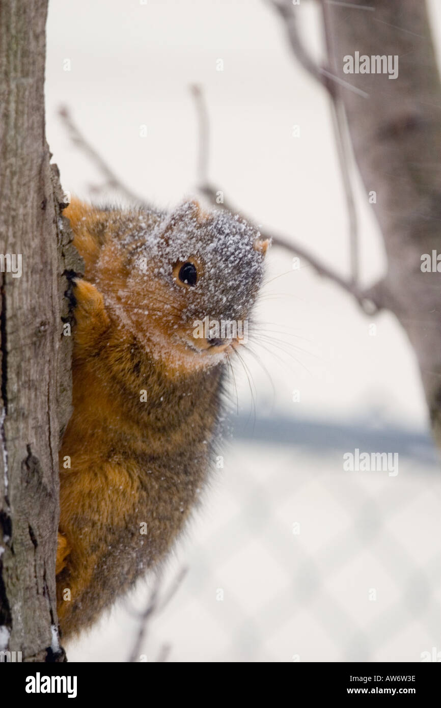 Sciurus linnaeus hi-res stock photography and images - Alamy
