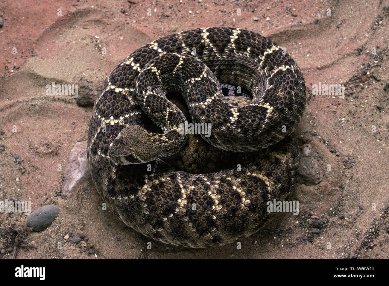 Diamond back scales hi-res stock photography and images - Alamy