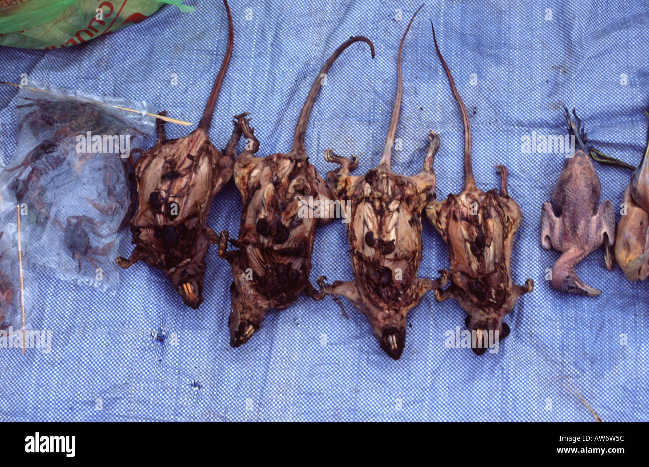 Rats of thailand hi-res stock photography and images - Alamy