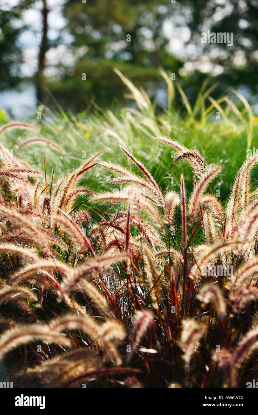 Foxtail grass hi-res stock photography and images - Alamy