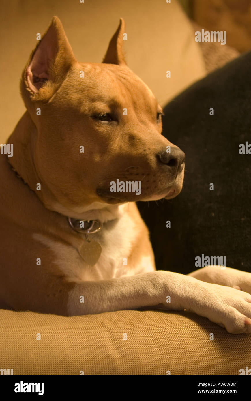 Handsome Pit Bull Portrait Stock Photo - Alamy