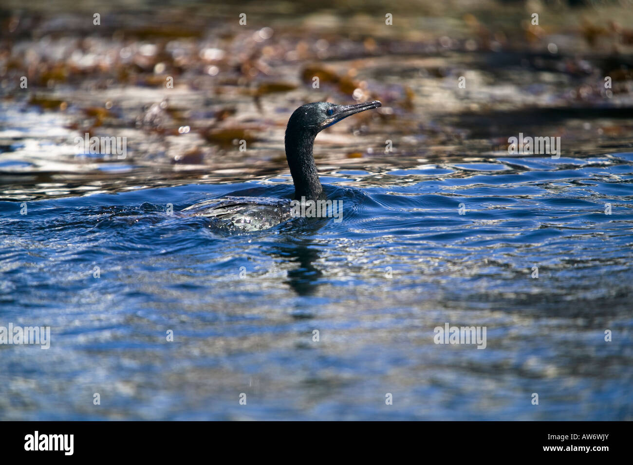Monterey birds hi-res stock photography and images - Alamy