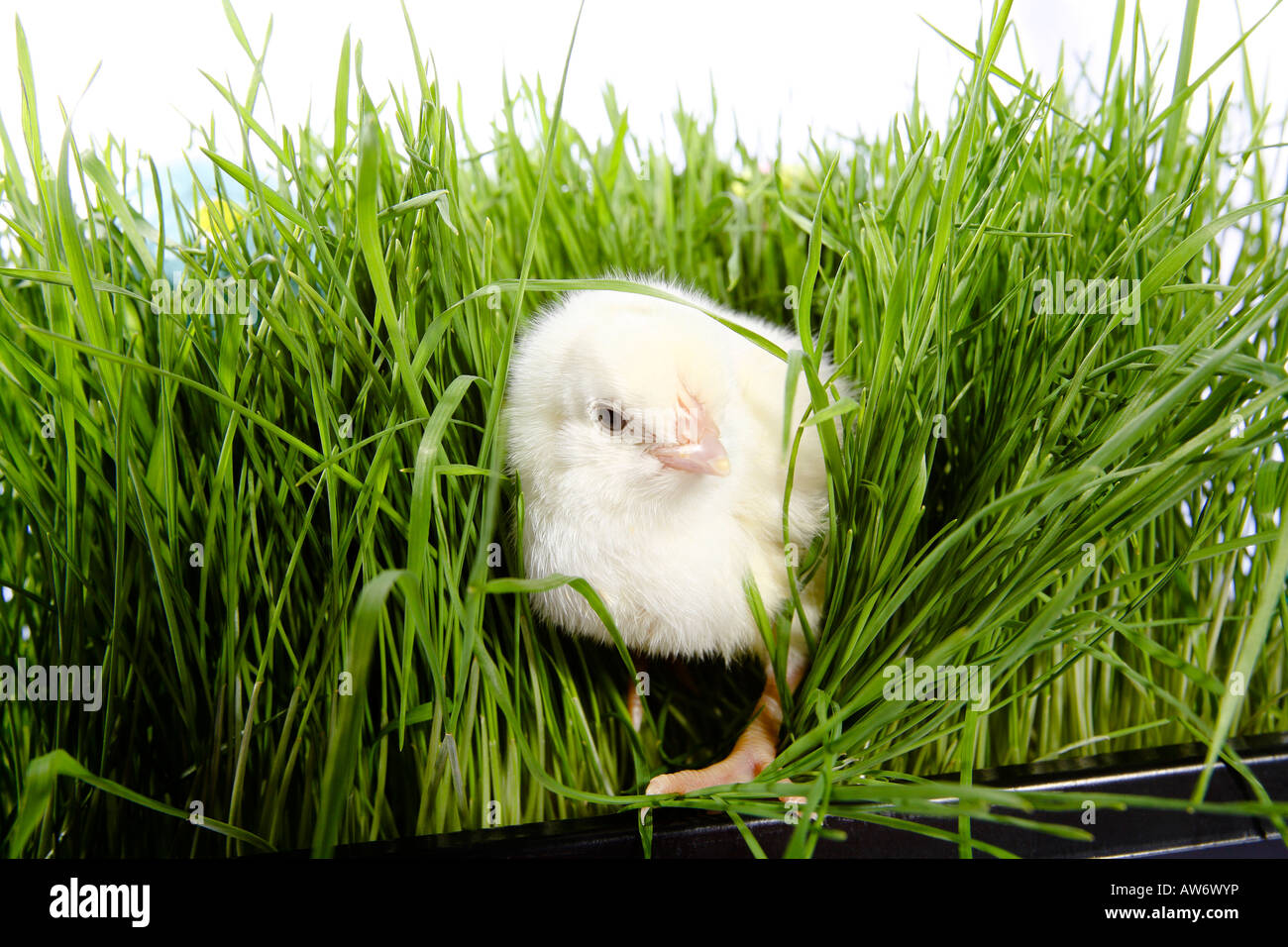 Chicks in grass hi-res stock photography and images - Alamy