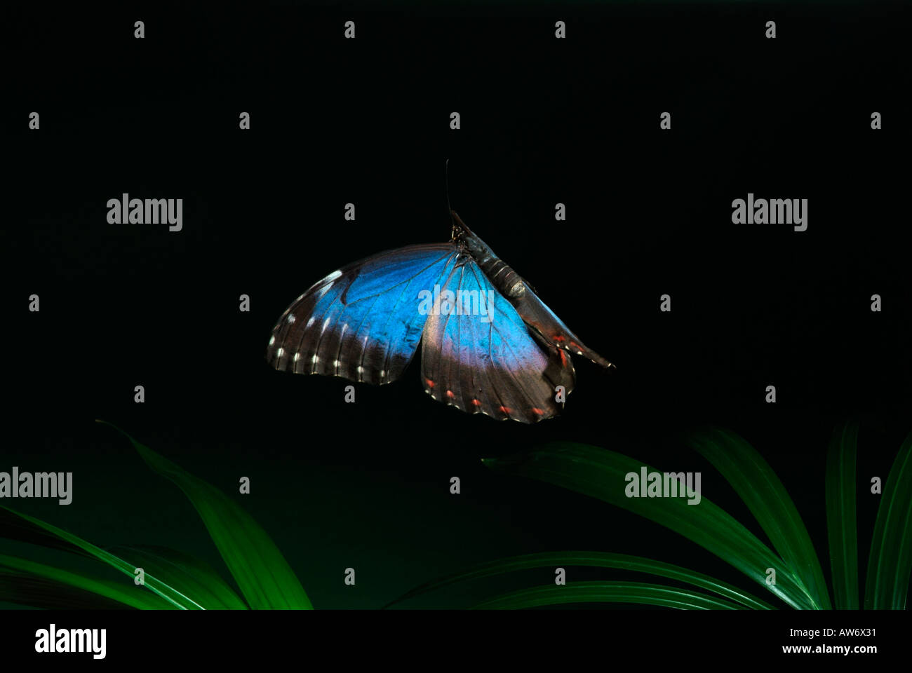 Morpho butterfly flying high hi-res stock photography and images - Alamy