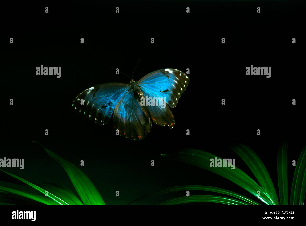 Butterfly In Flight High Resolution Stock Photography and Images - Alamy