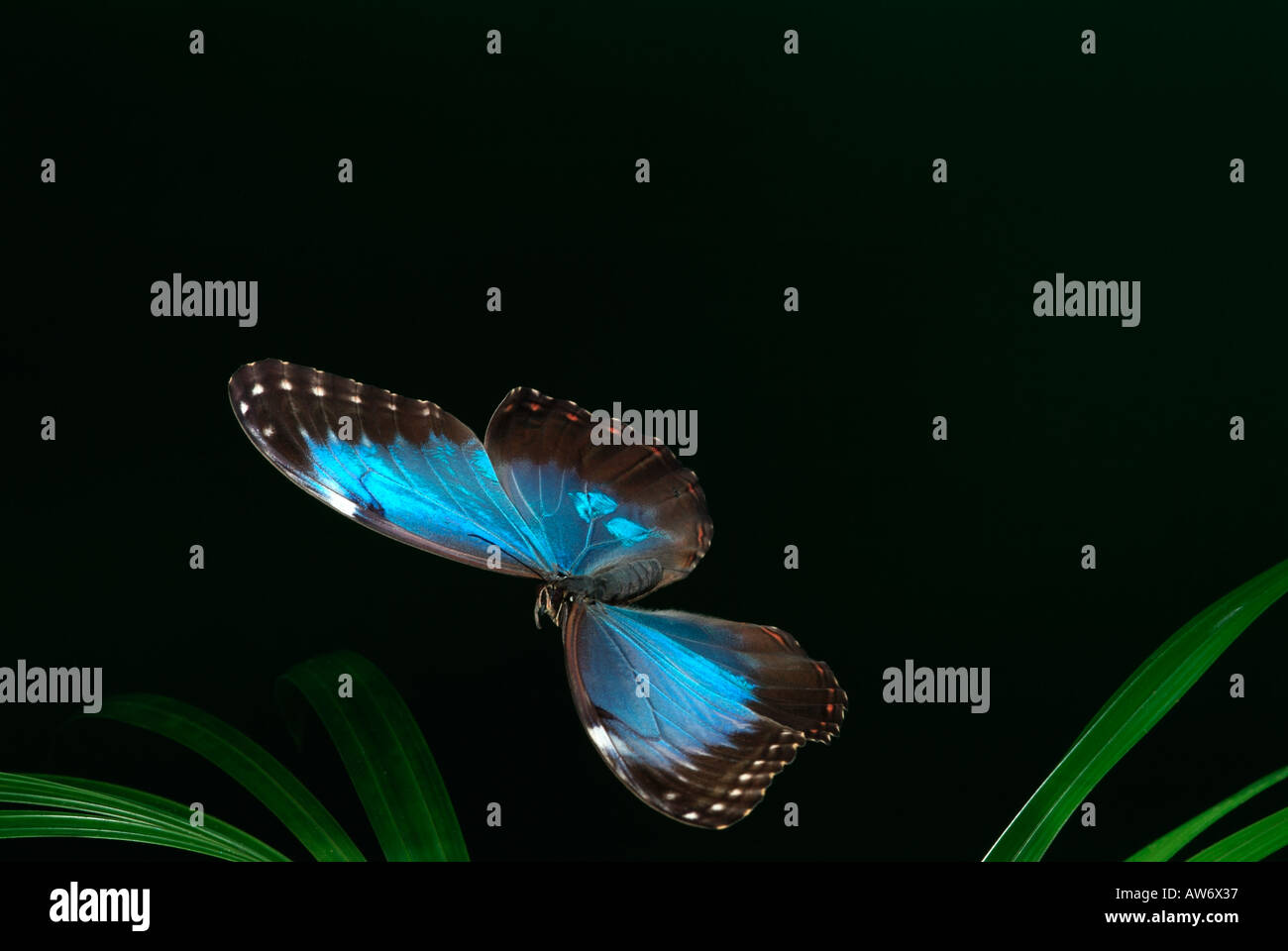 Morpho peleides Butterfly in flight showing blue wings High speed ...