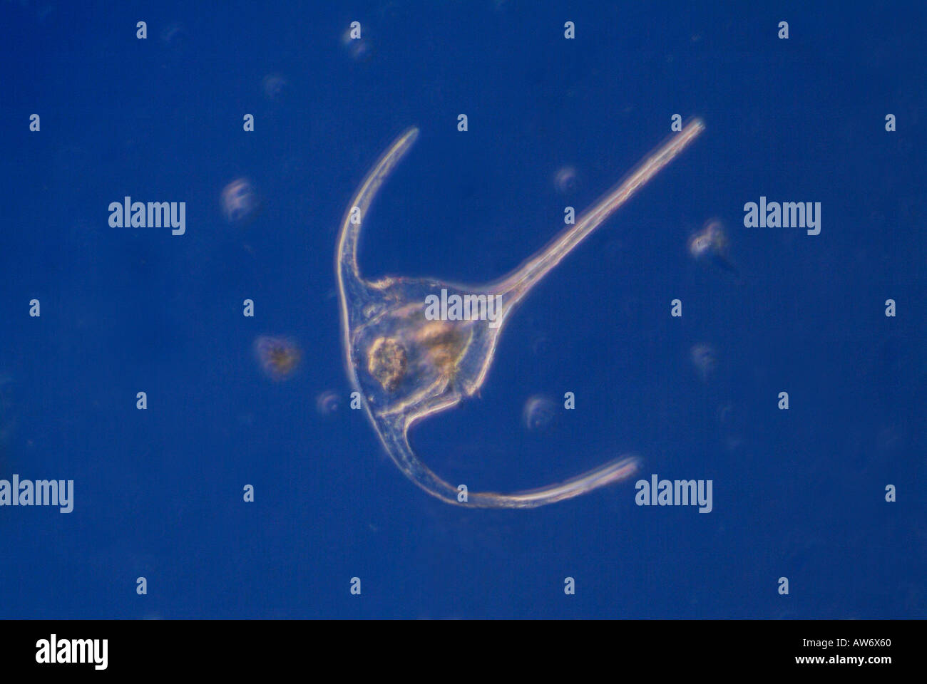 Dinoflagellata ceratium specialist microscopic photography plankton ...