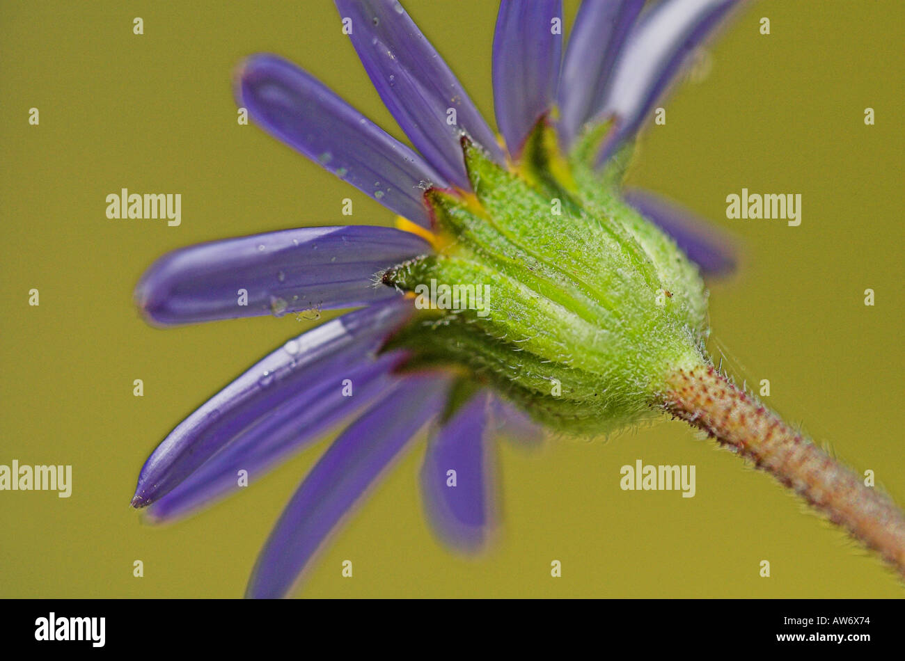 Felicia Blue Flower underview of petals garden enhanced colours United ...