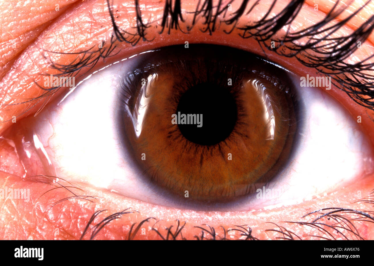 Close up of human eye brown pupil iris eyelashes United Kingdom Stock ...