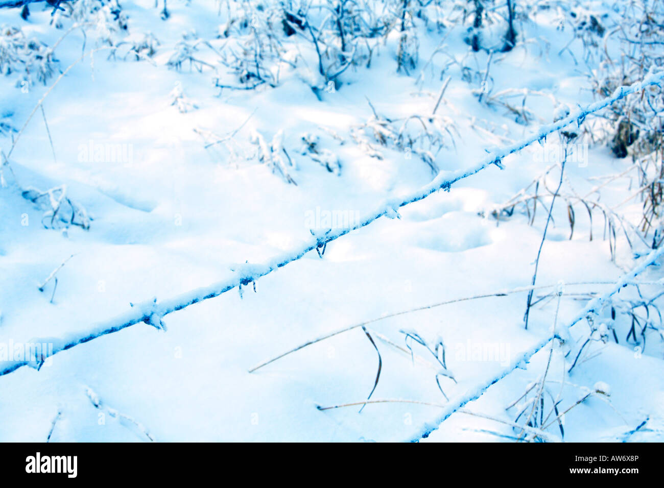 Freshly fallen snow on a barbed wire fence Stock Photo - Alamy
