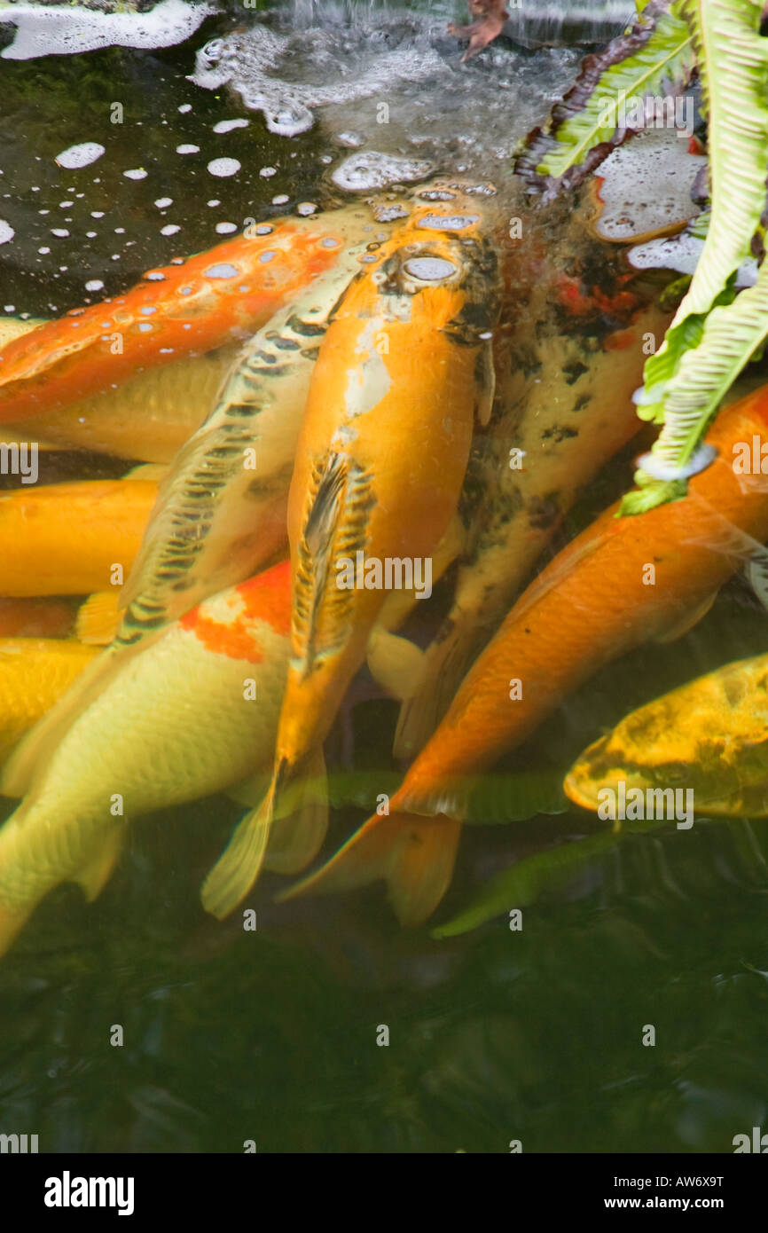 Colourful Japanese Koi Carp Stock Photo - Alamy