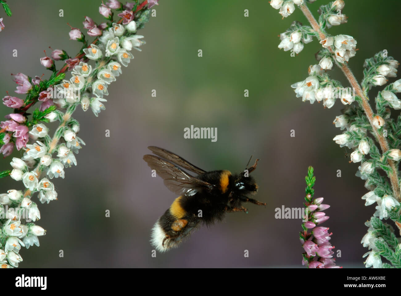 Buff Tailed Bumble Bee Bombus Terrestris in flight flying through ...
