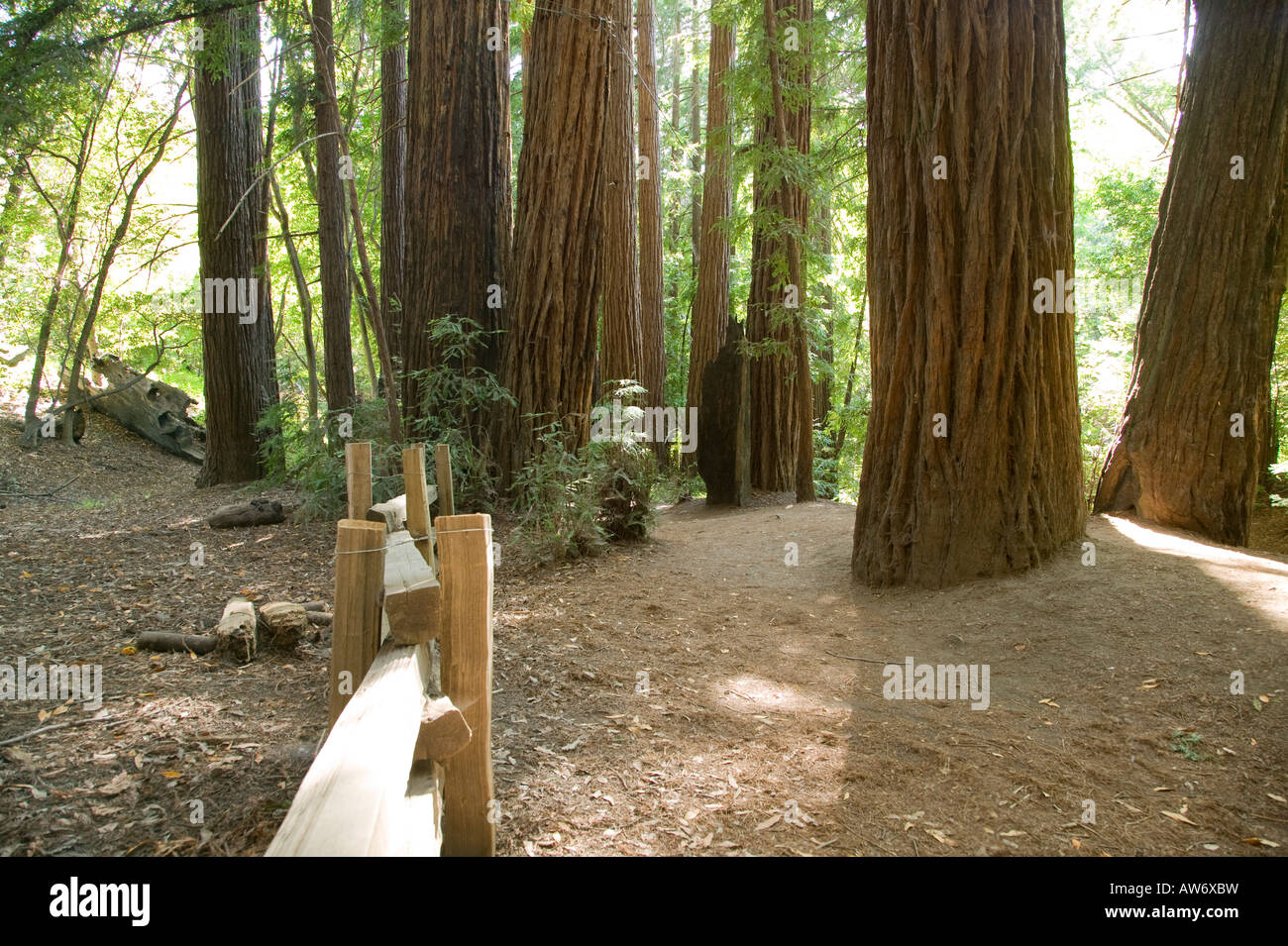 Pfeiffer Big Sur, State Park, California, USA Stock Photo - Alamy