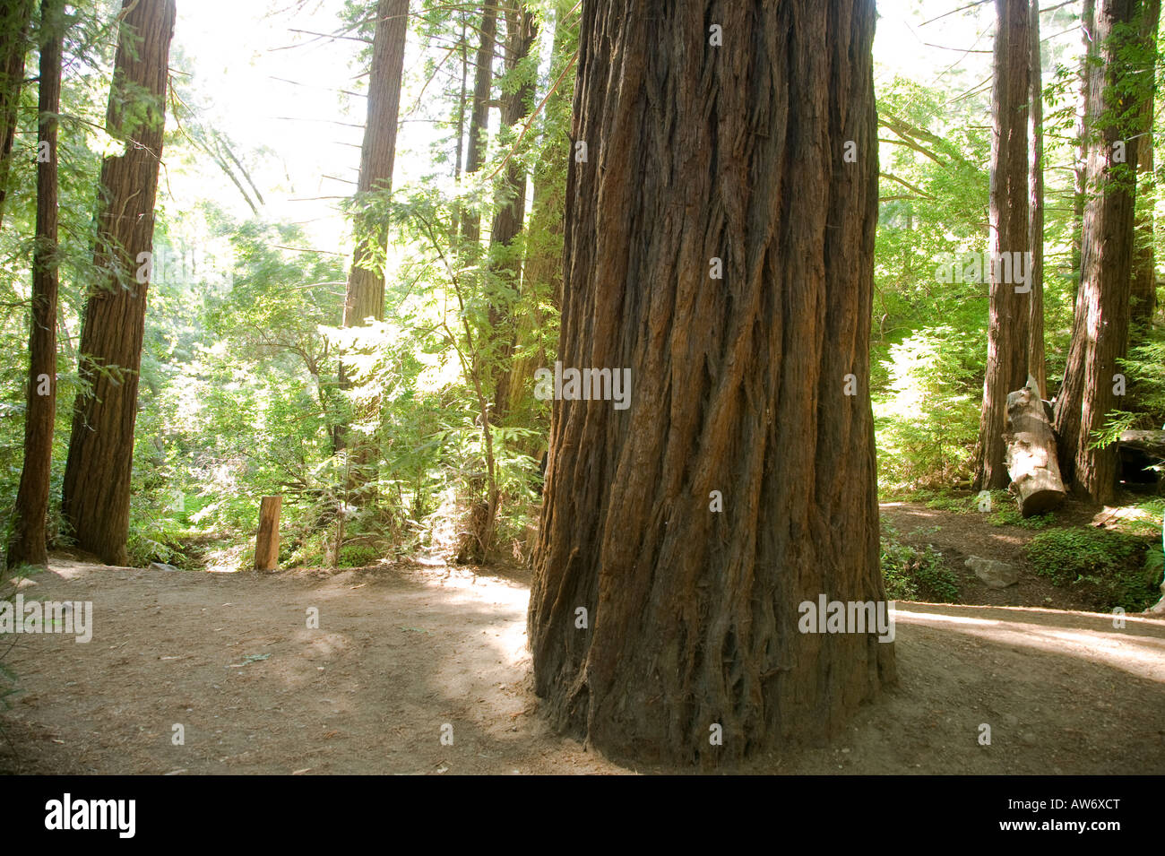 Pfeiffer Big Sur, State Park, California, USA Stock Photo - Alamy