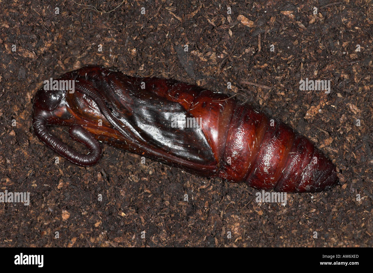 Convolvulus Hawk Moth Agrius convolvuli pupae chyrsalis in soil ...