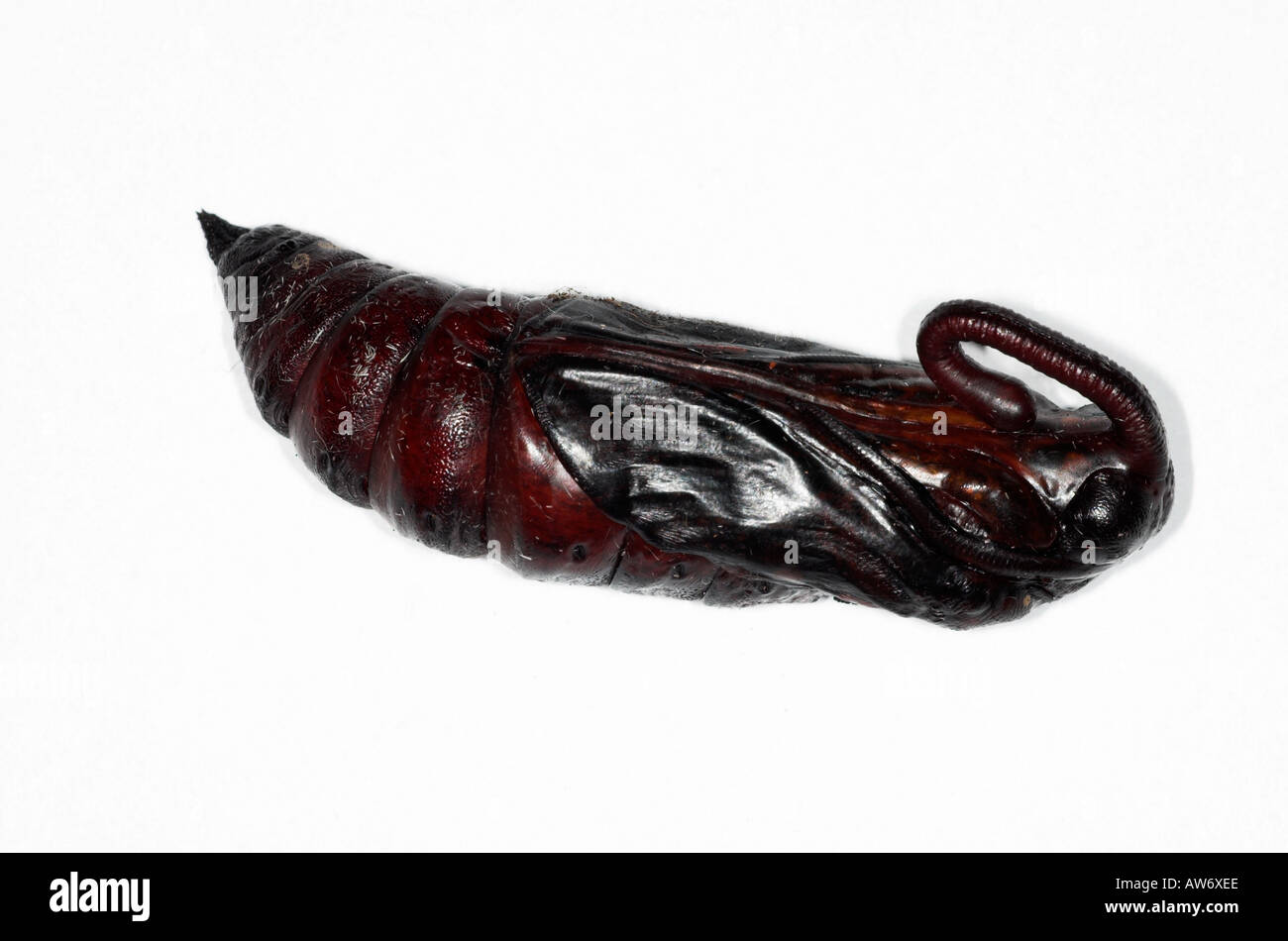 Largest hawk species Cut Out Stock Images & Pictures - Alamy