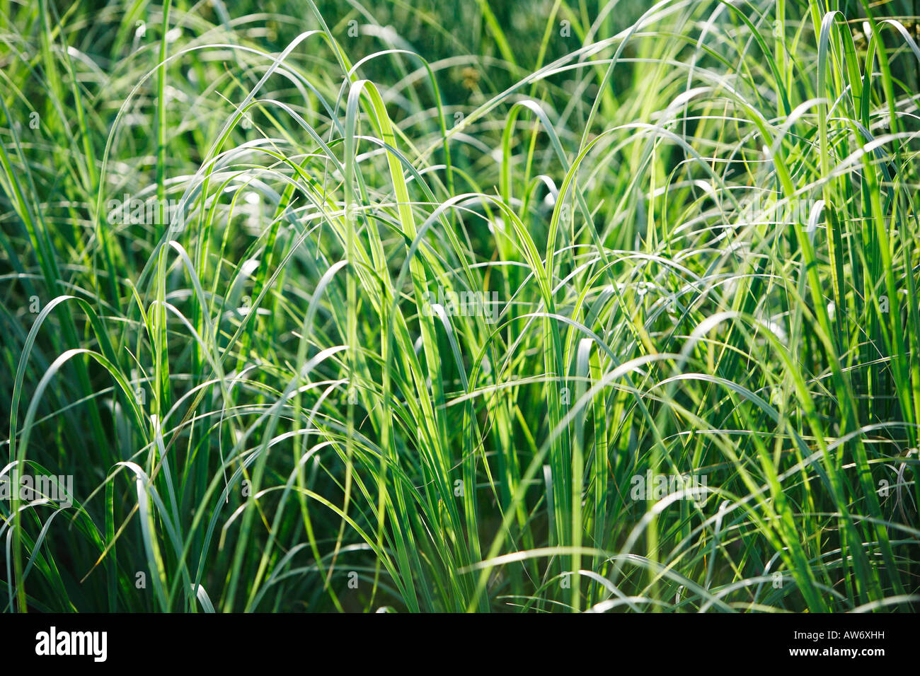 Longgrass hi-res stock photography and images - Alamy