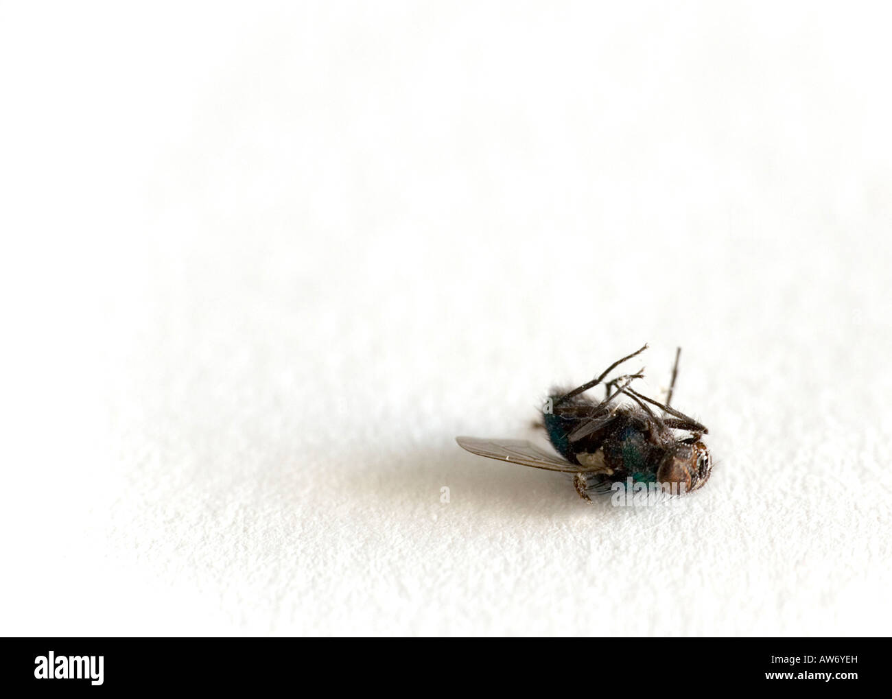 Dead fly hi-res stock photography and images - Alamy