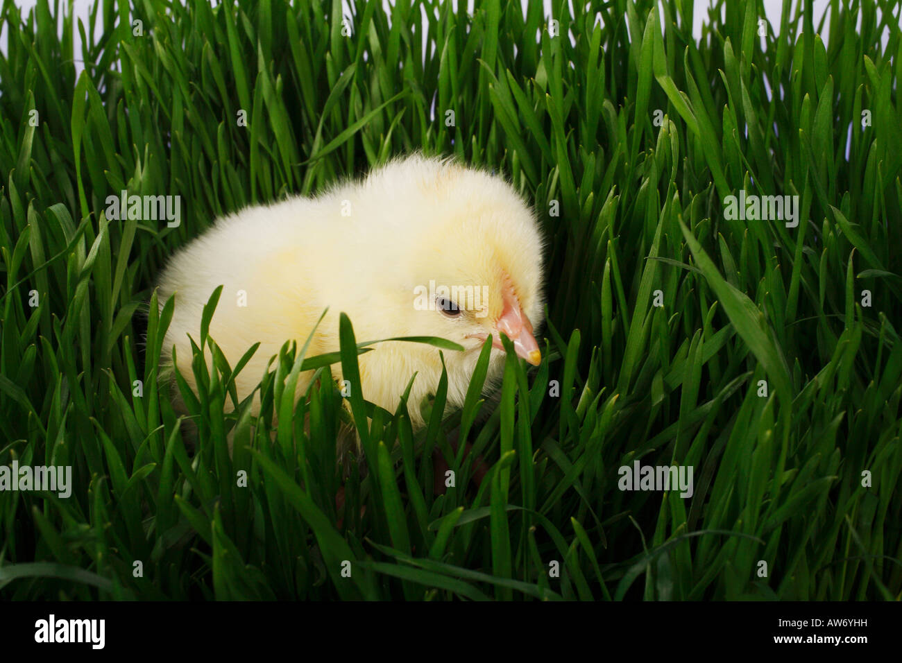 Chick in grass Stock Photo - Alamy