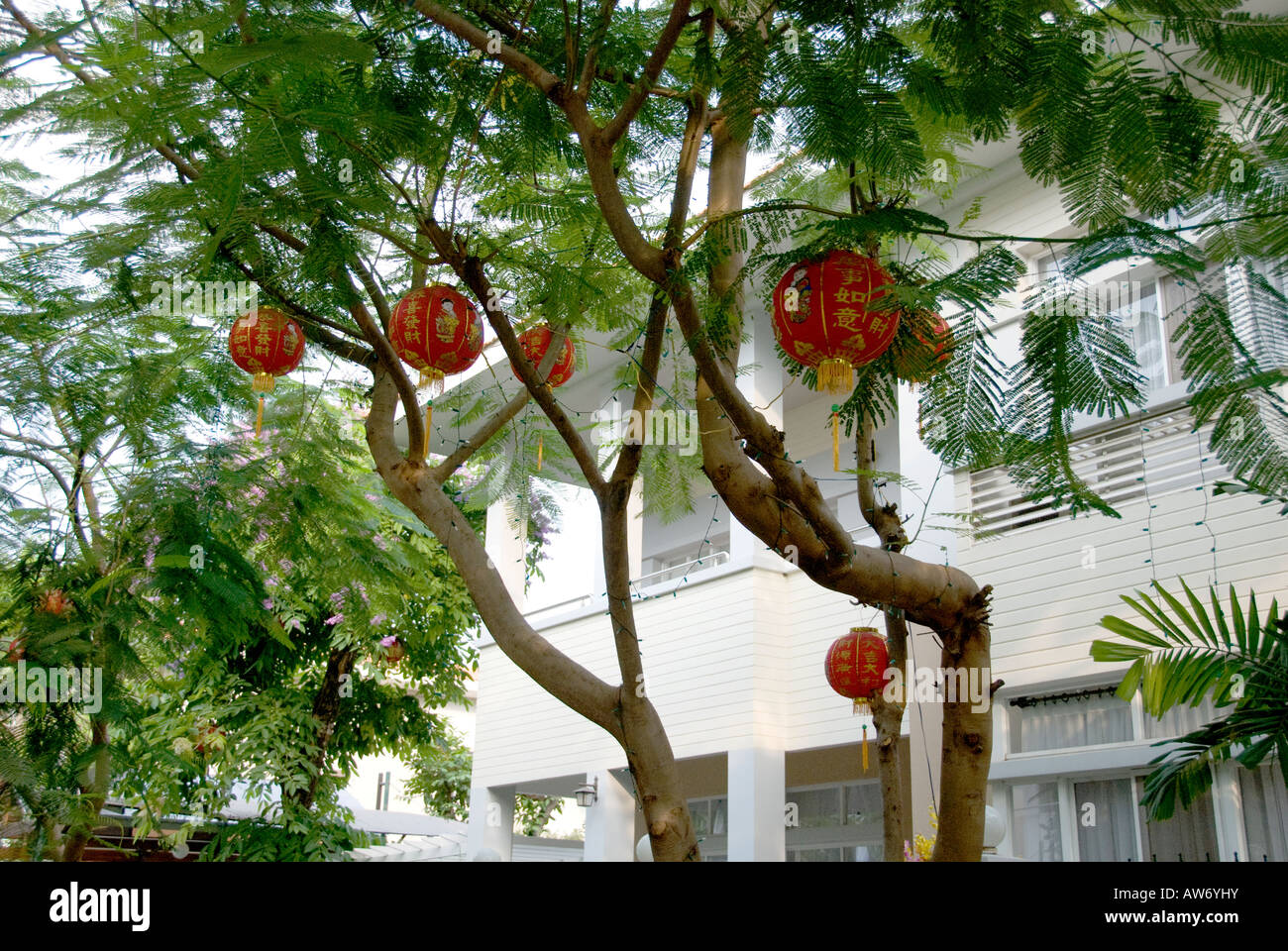 Vietnam tet tree hi-res stock photography and images - Alamy