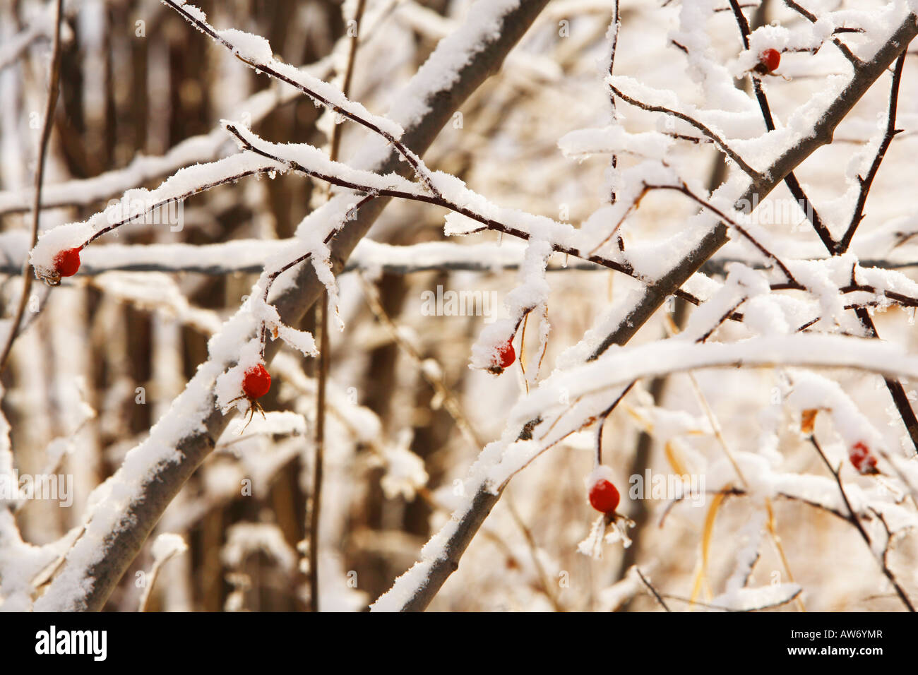 Red berries on snow covered branches Stock Photo - Alamy
