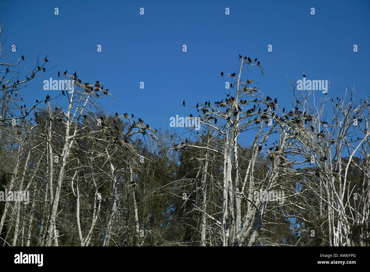 Nesting birds rookery Morro Bay, California, USA Stock Photo - Alamy
