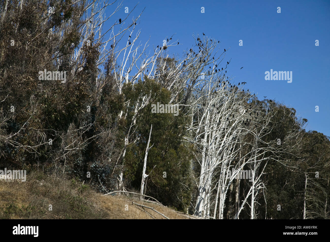 Birds Rookery High Resolution Stock Photography and Images - Alamy
