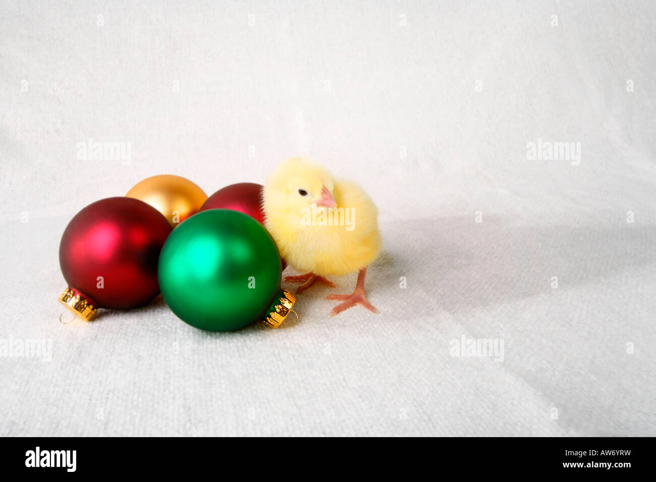 Baby chick with christmas decorations Stock Photo - Alamy