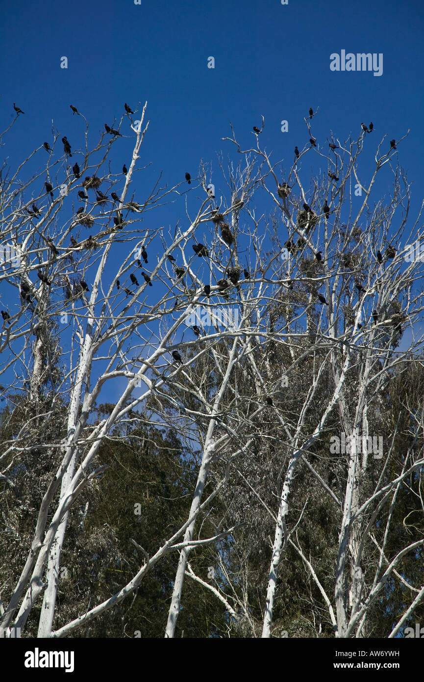 Birds Rookery High Resolution Stock Photography and Images - Alamy