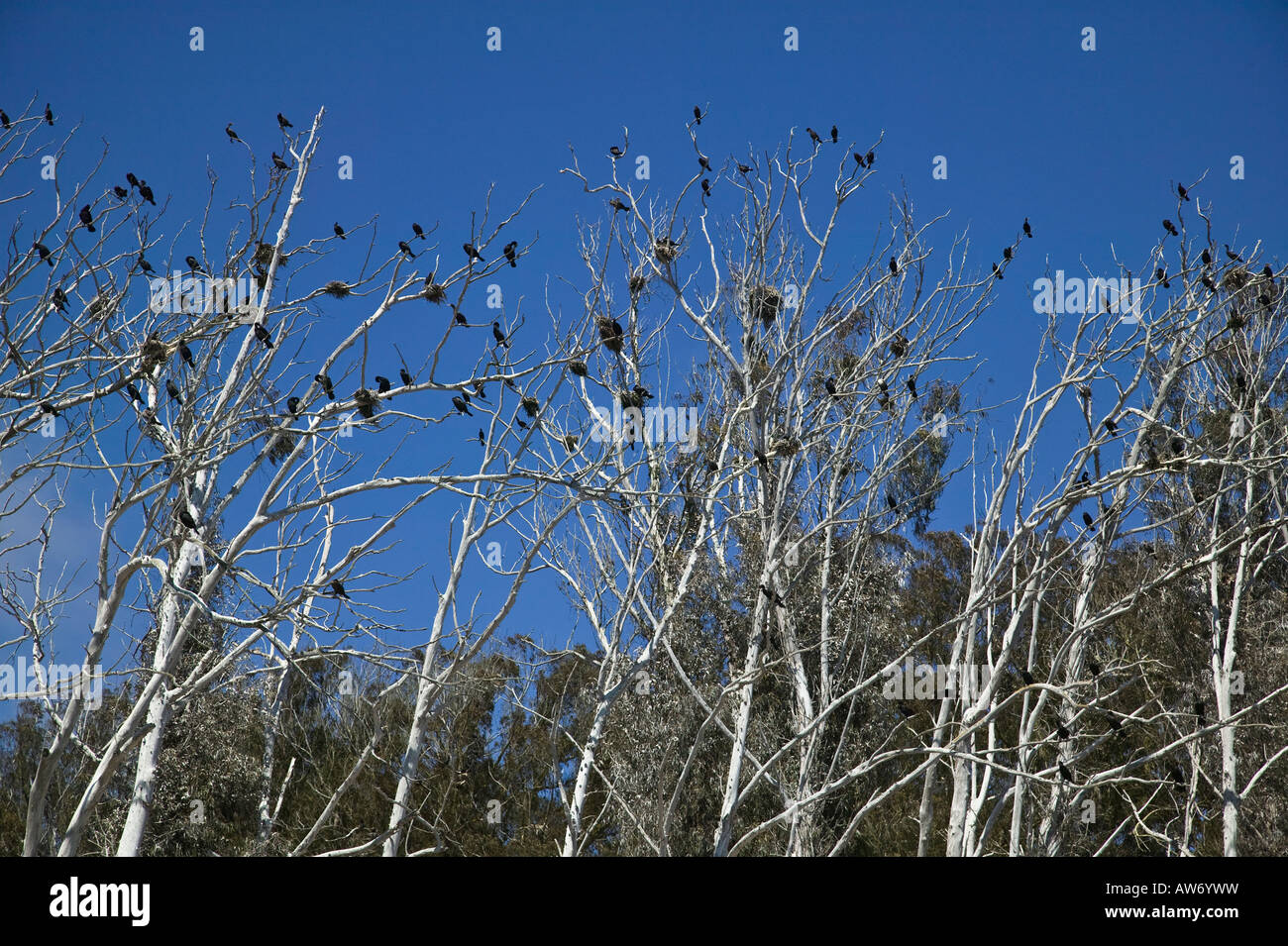 Nesting birds rookery Morro Bay, California, USA Stock Photo - Alamy