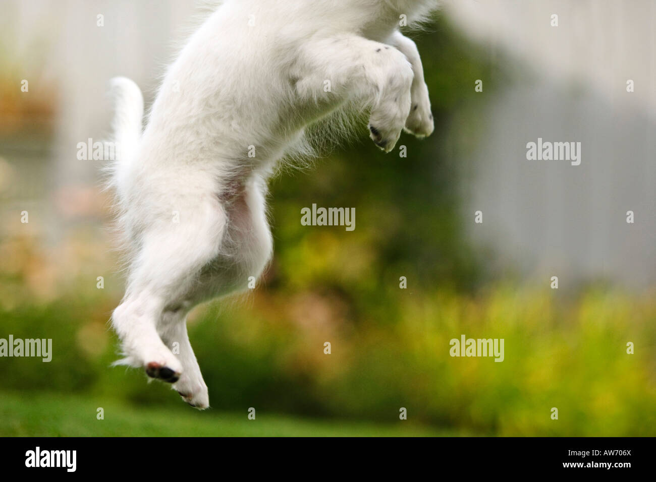 Dog jump hi-res stock photography and images - Alamy