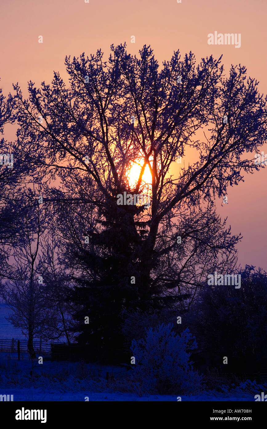 Sunrise dawn through tree hi-res stock photography and images - Alamy