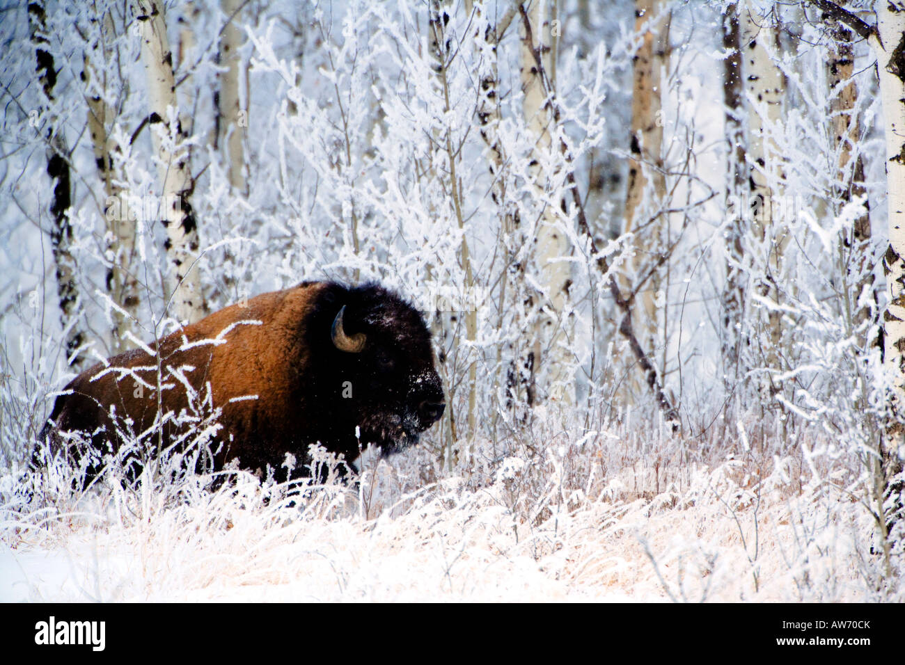 Buffalo in the snow Stock Photo - Alamy