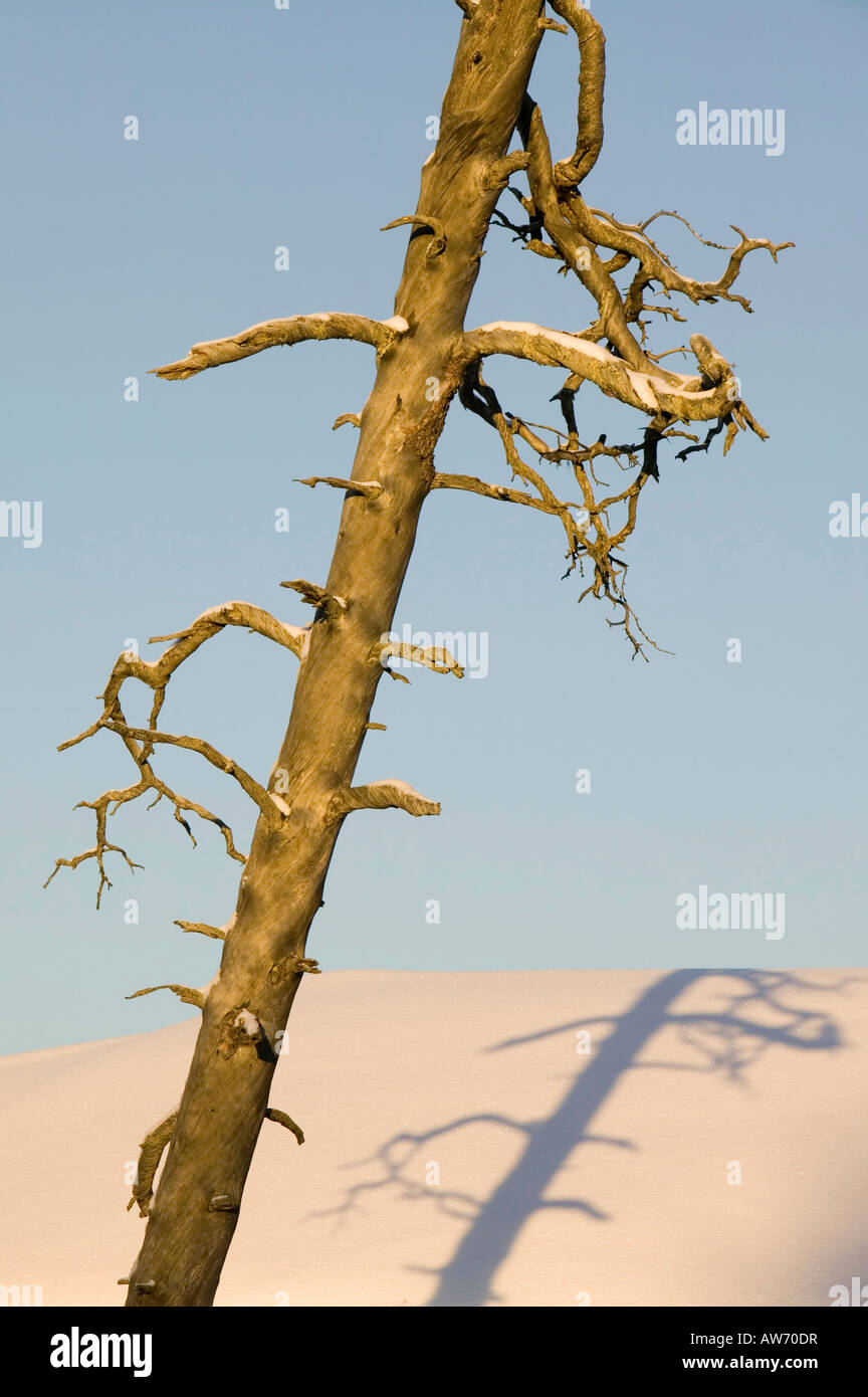 A dead tree and its shadow on the snow in Saariselka in northern ...