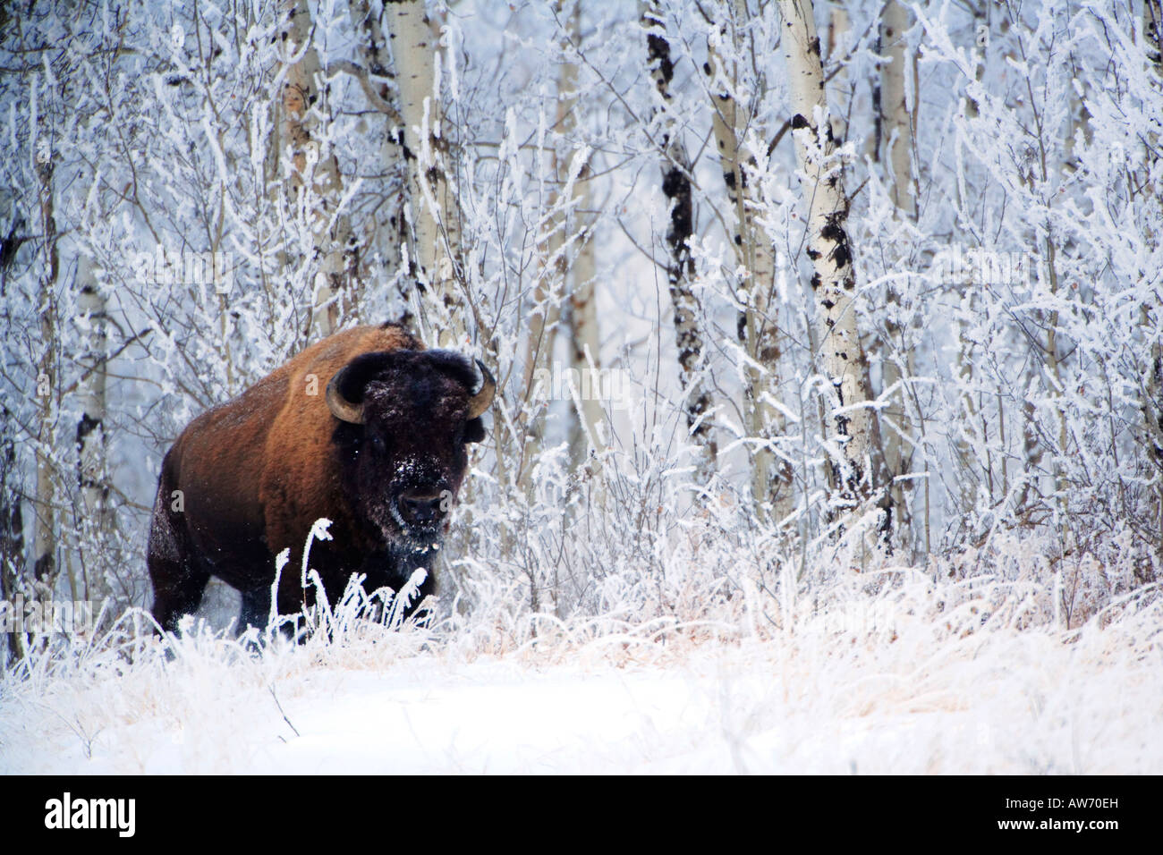 Bison in the snow, Elk Island National Park, Alberta, Canada Stock ...