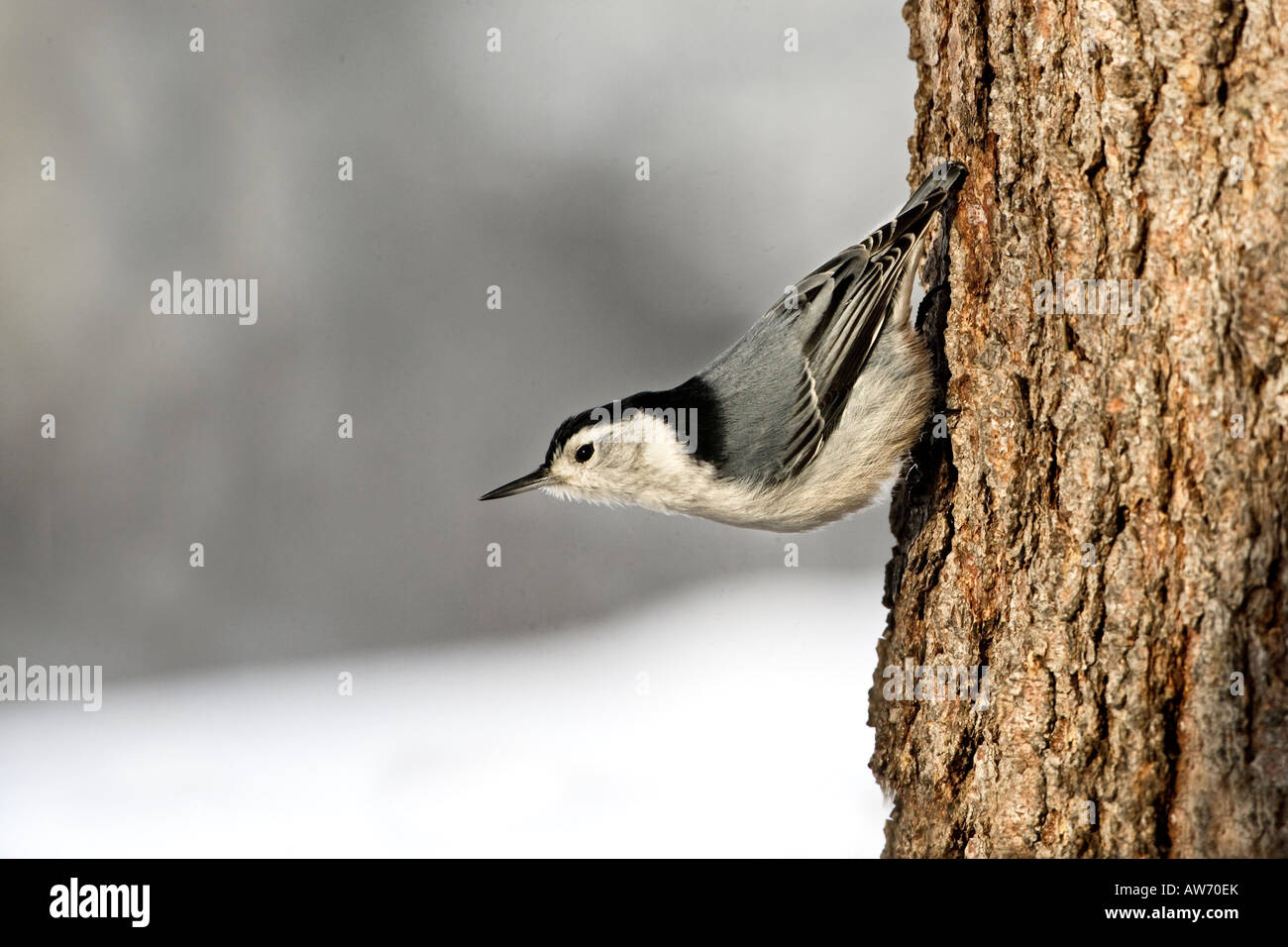 Sideways bird hi-res stock photography and images - Alamy