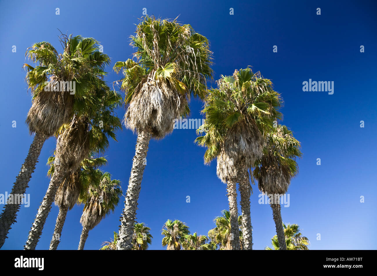 Palm trees Santa Barbara, California, USA Stock Photo - Alamy