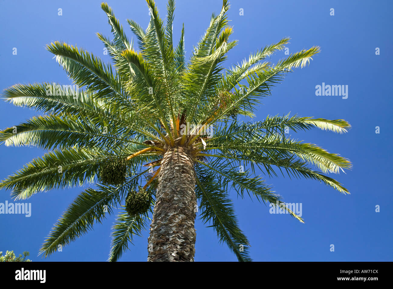 Palm trees Santa Barbara, California, USA Stock Photo - Alamy